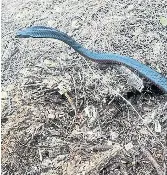 Dozens of snakes gather - PressReader