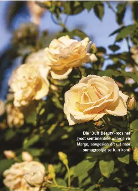 ’N KENNER SE WENKE - PressReader