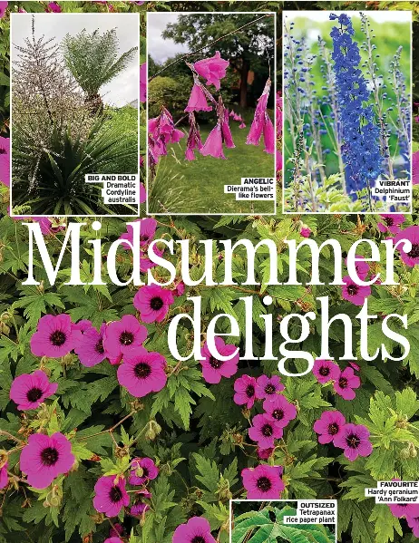 Midsummer delights - PressReader