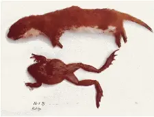 WEASELS AND TOADS - PressReader