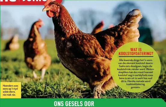 Waar kom hoenders vandaan? - PressReader