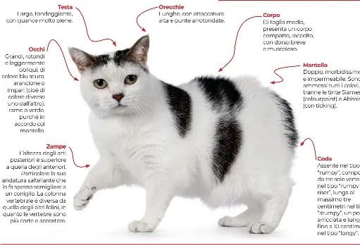 LO STANDARD: MANX - PressReader