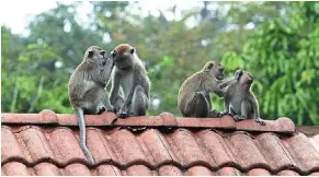 Monkey problem needs a viable solution - PressReader