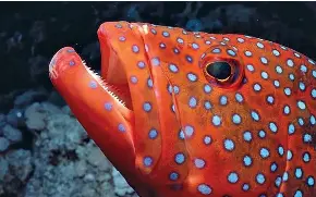 Donu, Kawakawa Fishing Ban Starts June 15 - PressReader