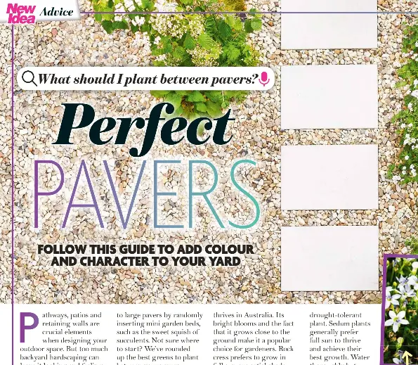 Perfect PAVERS - PressReader