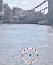 Jaw-dropping moment onlookers spotted a 5ft shark in the Thames ...