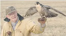 Peregrine falcon breeding pioneer Fyfe dies at 85 - PressReader