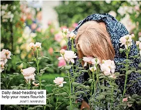 Monty Don’s summer tips on keeping your roses in bloom - PressReader