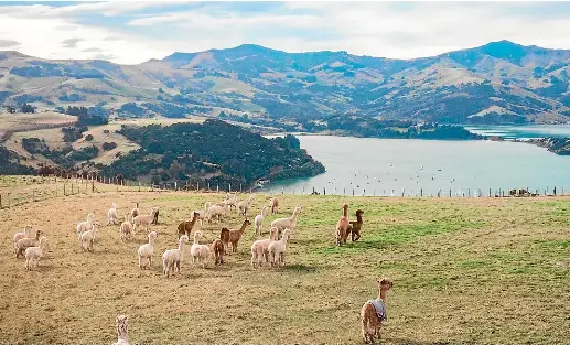 Ooh la la! Akaroa in the winter - PressReader