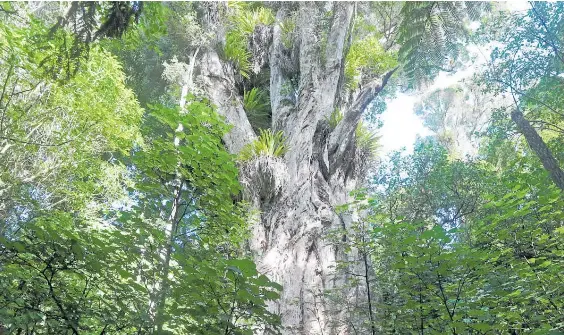 Rā tā stands tall in national comp - PressReader