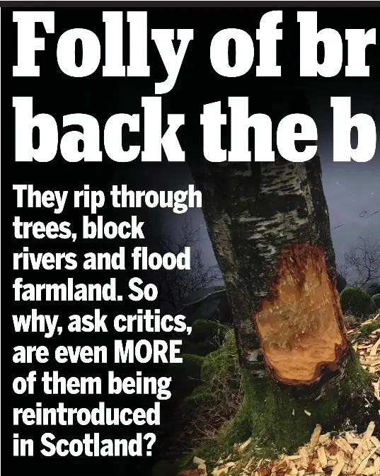 Folly of bringing back the beavers - PressReader