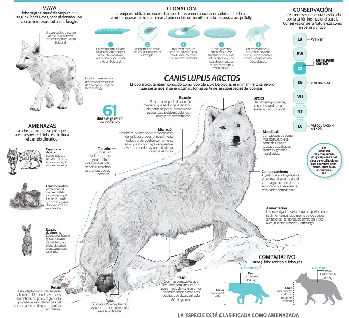 Maya, primer lobo ártico clonado en un esfuerzo de conservaci­ón ...