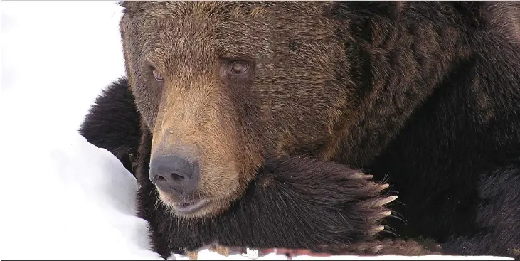 Warming winters on animal hibernatio­n - PressReader