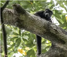 Volunteers race to save Mexico’s howler monkeys in heat wave - PressReader