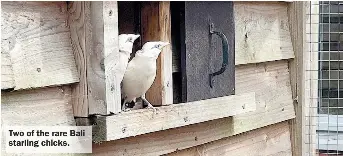 Joy as rare starling chicks leave nest - PressReader