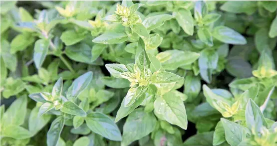 How to grow oregano, marjoram - PressReader