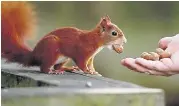 Go nuts for Squirrel Nutkin and his bushy-tailed pals - PressReader