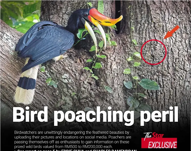Bird poaching peril - PressReader
