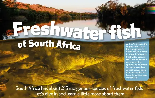 Education: freshwater fish - PressReader