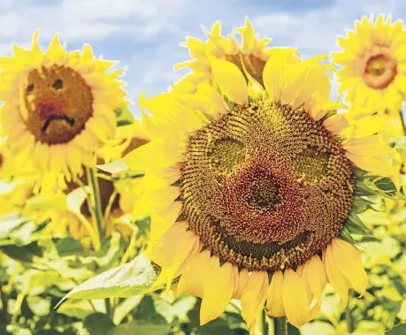 Emoji Glossary - PressReader