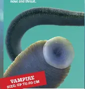 Leech is a Ducks’ Worst Nightmare - PressReader