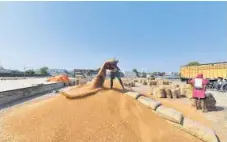 Early-maturing tur varieties aim to boost pulses output - PressReader