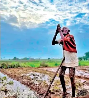 Whither Sri Lanka’s paddy farmer? - PressReader