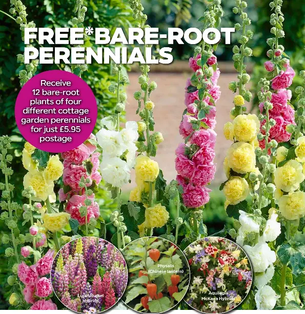 FREE*BARE-ROOT PERENNIALS - PressReader