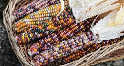 Pop to it: growing your own popcorn - PressReader