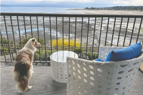 PINTS, PATIOS & PAMPERING IN PET-FRIENDLY PARKSVILLE - PressReader