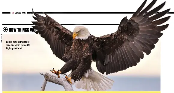Why are eagle wings so big? - PressReader