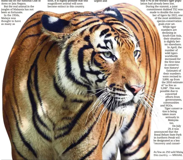 Tigers in trouble - PressReader