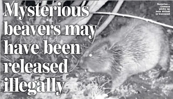 Mysterious beavers may have been released illegally - PressReader