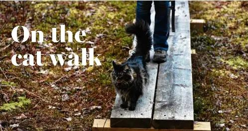 On the cat walk - PressReader