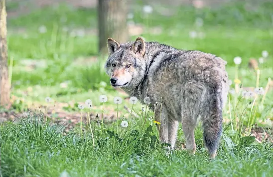 Camperdown killings show Scotland still has much to learn about wolves ...