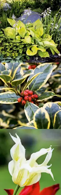 Alan’s showstoppe­rs - PressReader