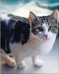 Adopt a furry new friend - PressReader