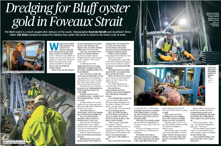 Dredging for Bluff oyster gold in Foveaux Strait - PressReader