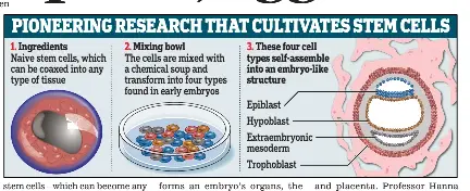 Scientists grow human embryo in lab without sperm, egg or womb ...