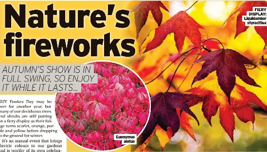 Nature’s fireworks AUTUMN’S SHOW IS IN - PressReader