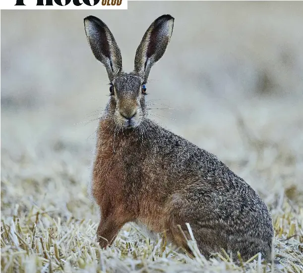 Harvest-time hare - PressReader