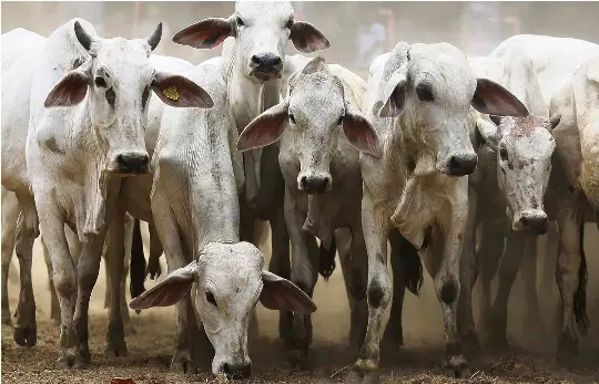 An island of organicall­y grown cattle - PressReader