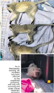 Mass death of Bay monkeys - PressReader