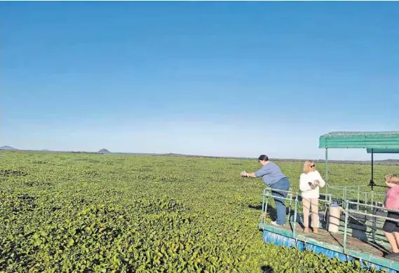 Plants overrun Vaalkop Dam - PressReader