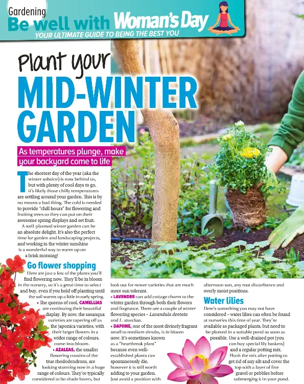 Plant your MID-WINTER GARDEN - PressReader