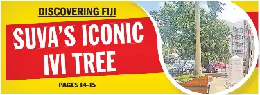 SUVA’S ICONIC IVI TREE - PressReader