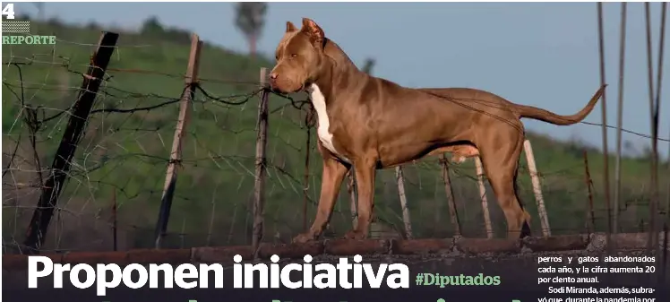 Proponen iniciativa contra el maltrato animal - PressReader