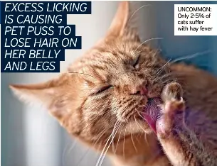 My cat might have hay fever - PressReader
