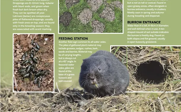 FOSSORIAL WATER VOLE FIELD SIGNS - PressReader