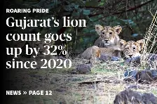 Gujarat’s lion count goes up by 32% since 2020 - PressReader